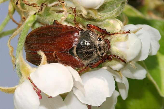 Up Platt snackt: Œwer Wäderrägeln in‘n Maimånd