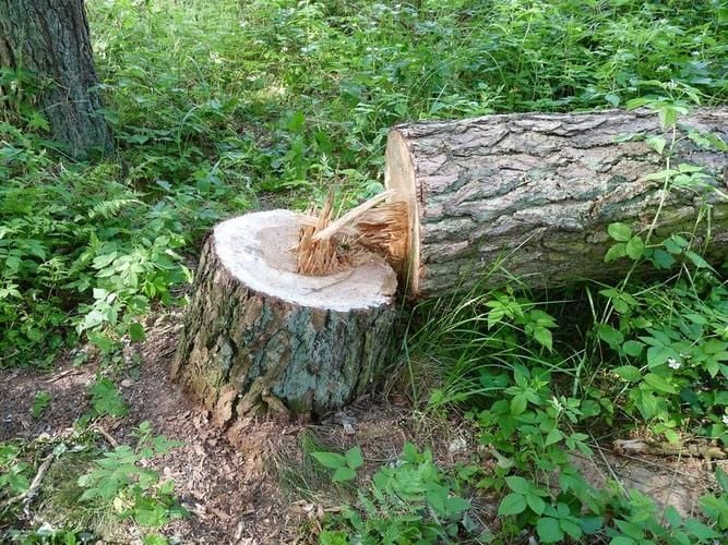 Unbekannte zerstören Horste von Greifvögeln