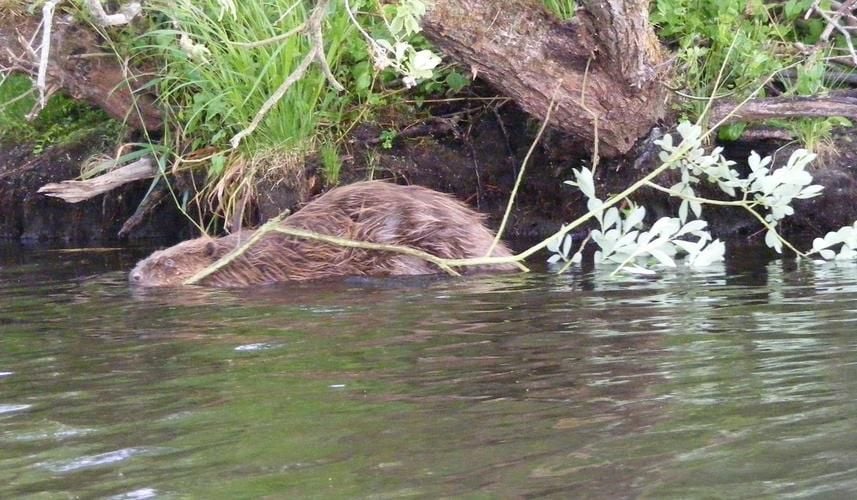 Biber sind im Naturpark weiter auf dem Vormarsch