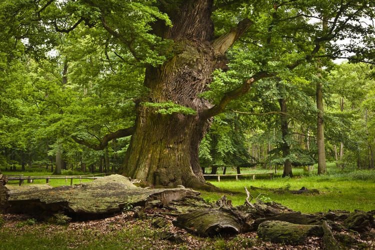 Ivenacker Eichen sind „Nationales Naturmonument“