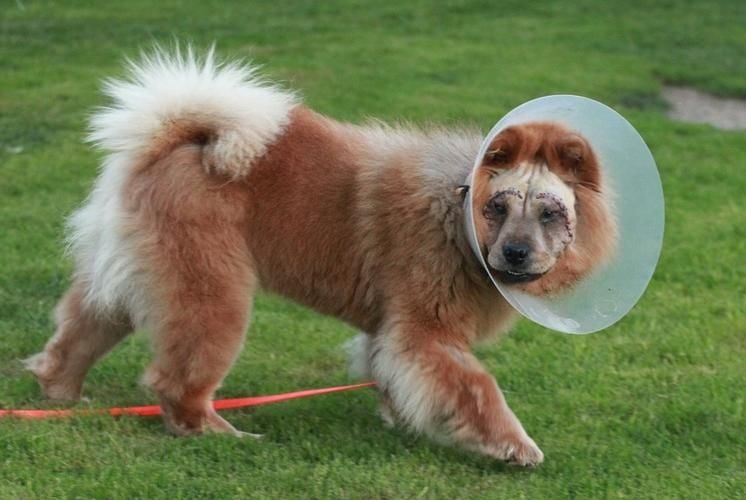 Gequälter Chow-Chow: Mathilda hat OP überstanden