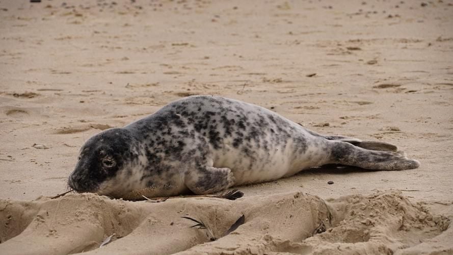 Robben-Baby auf Rügen gesichtet (Video)