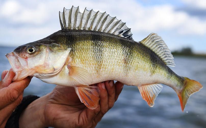 Der Barsch ist für viele Angler der Einstieg