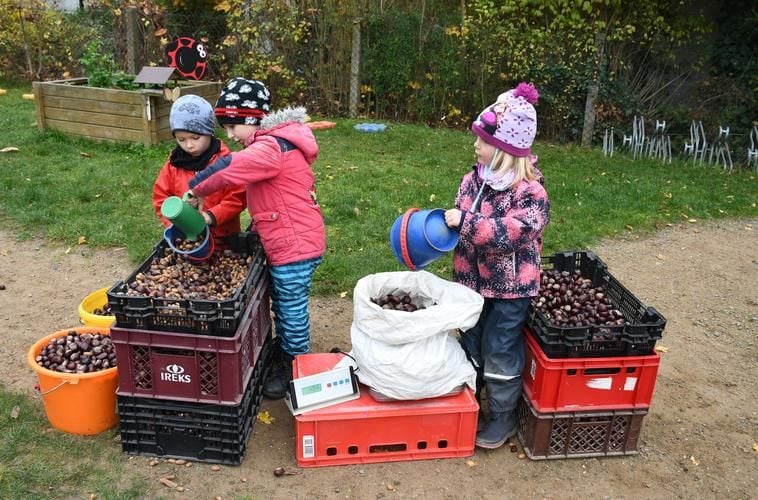 Kita-Kinder sammeln Futter für Tiere im Wildpark