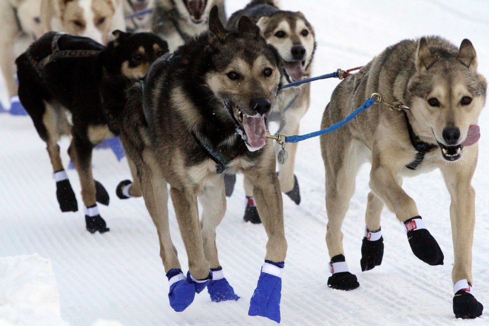 Hundeschlitten konkurrieren beim Iditarod–Rennen
