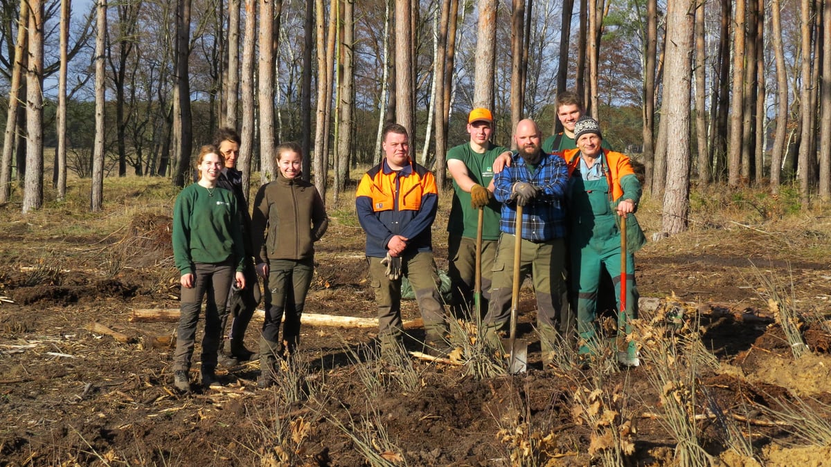 Wald, Forst, Förster, Bäume, Pflanzen, Pflanzaktion, Natur, Umwelt ...