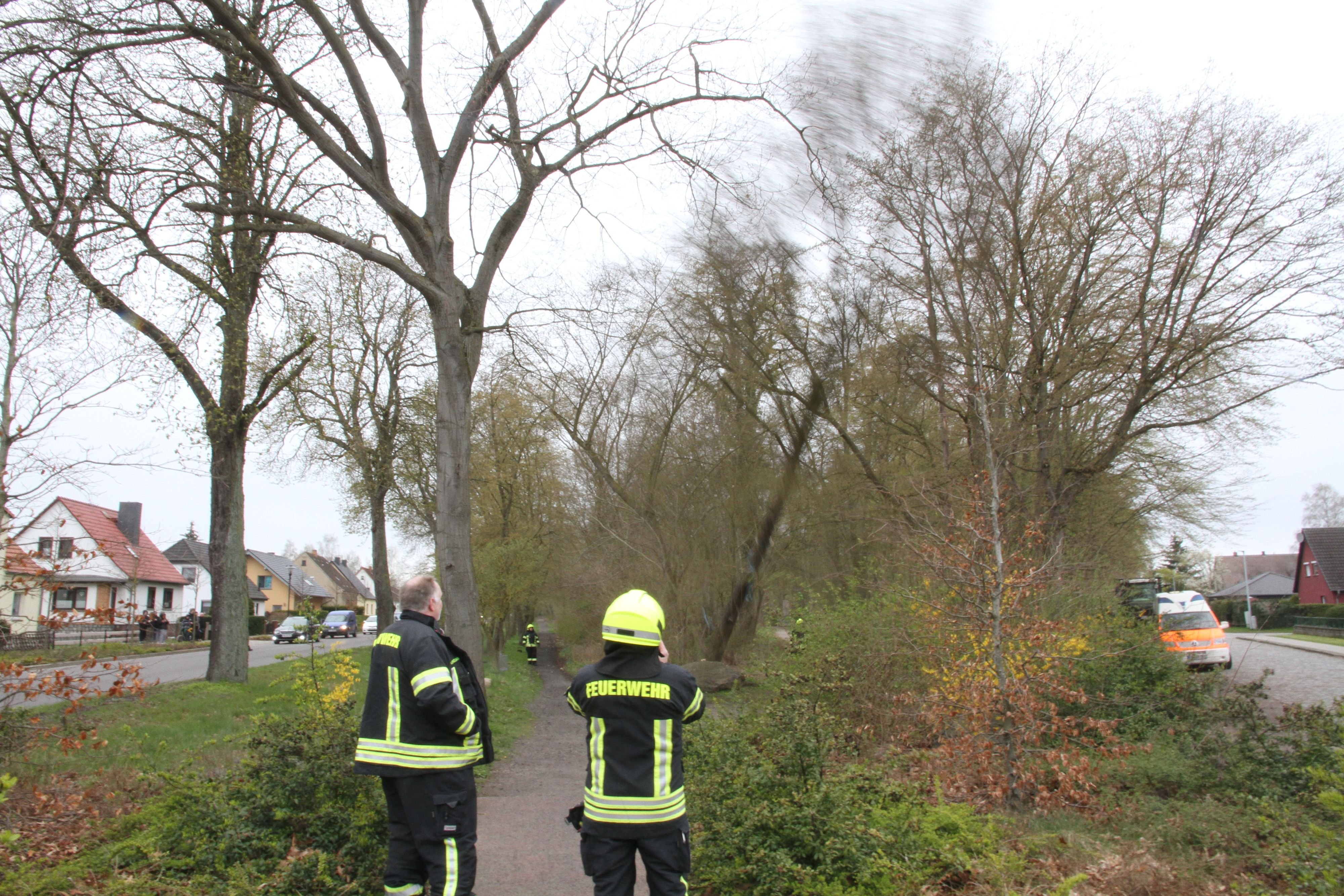 Sturm kostet Jarmens Grünanlagen den nächsten Baum