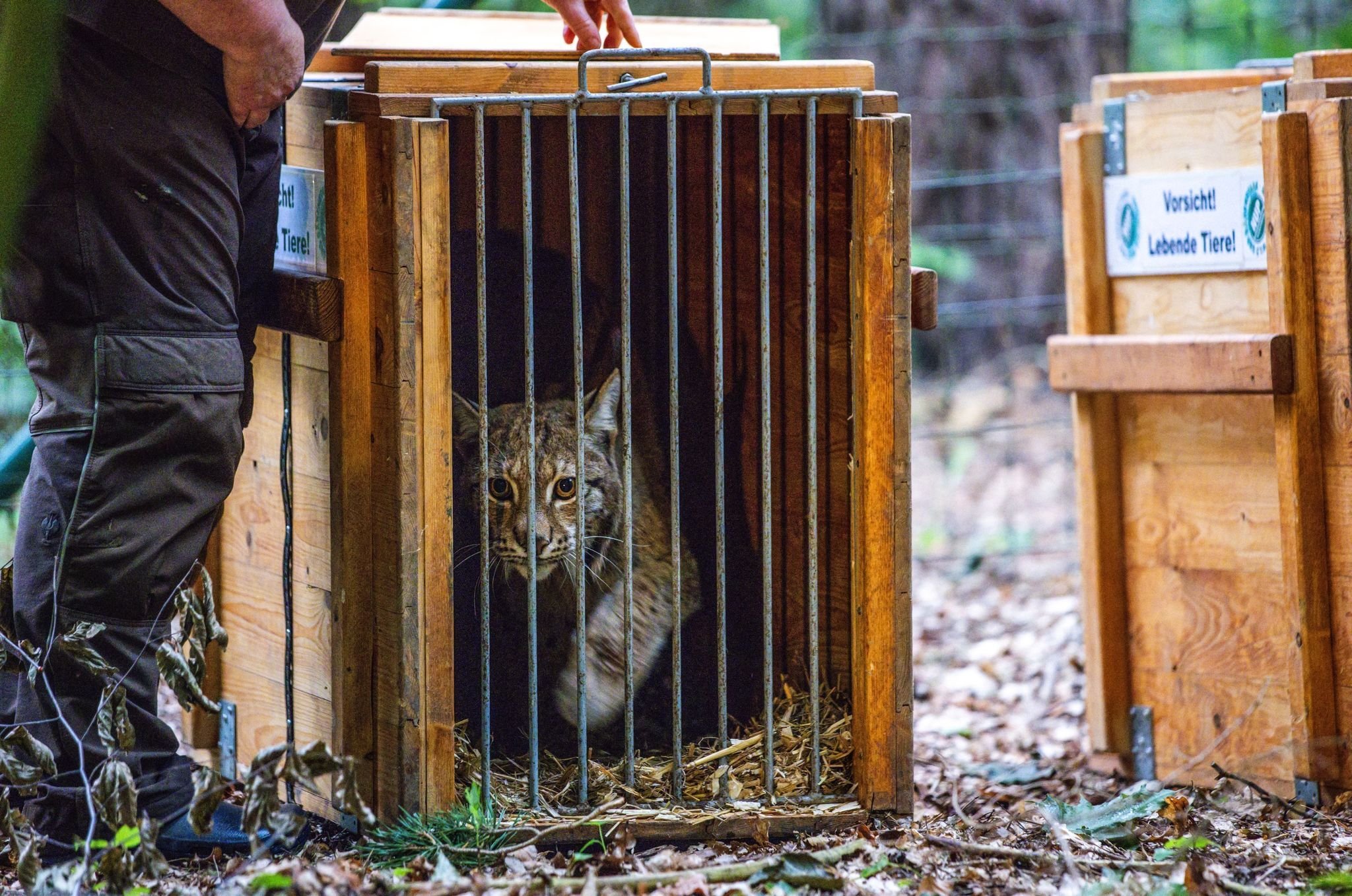 Entspannte Ankunft: Zwei neue Luchse im Güstrower Wildpark
