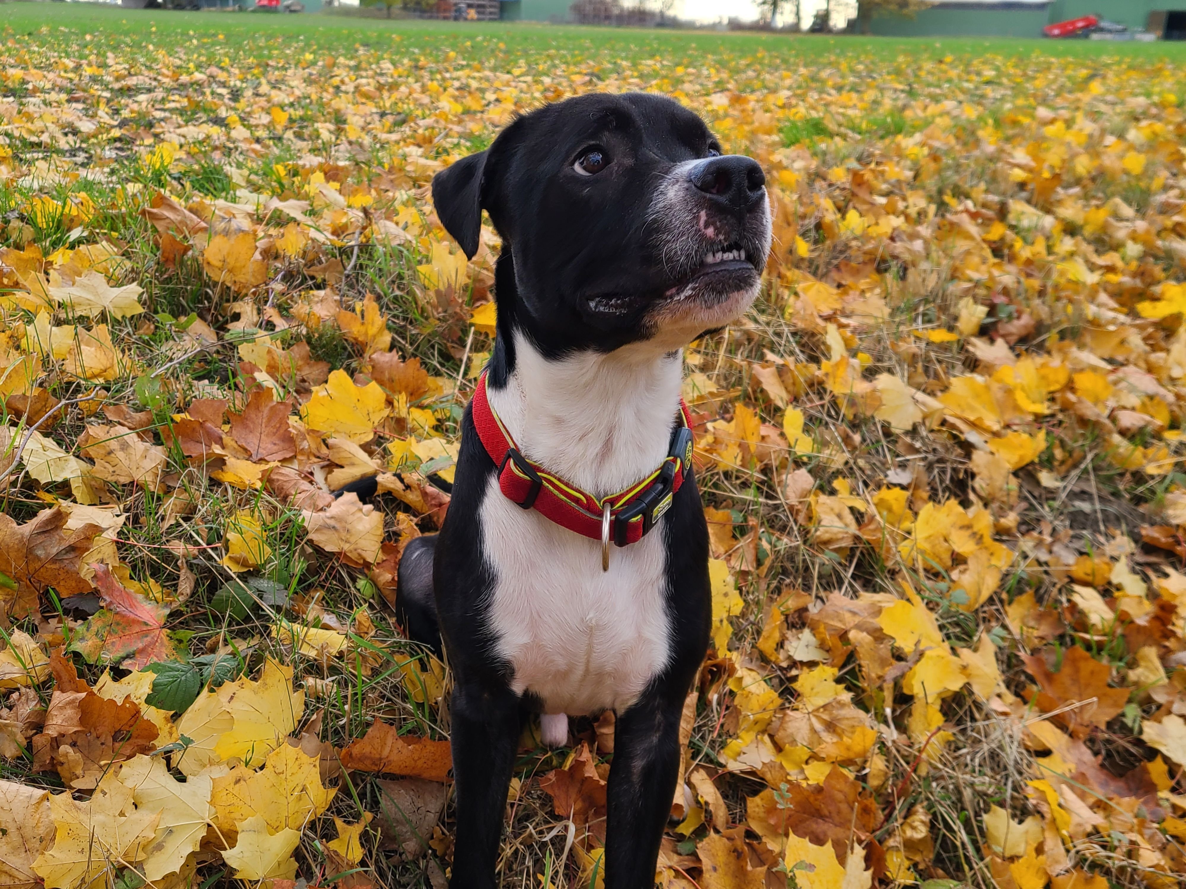 Drei Wochen nach der Rettung – so geht es Boxer-Mix Chico heute