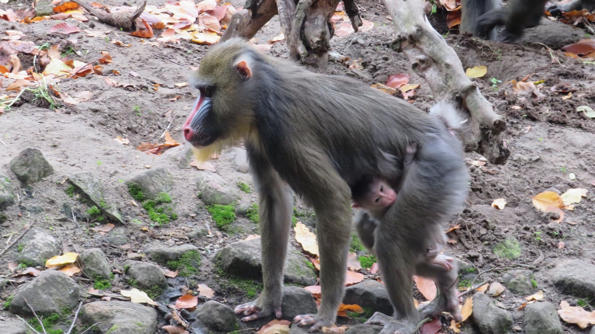 Freude über süßes Affen-Baby im Haff-Zoo