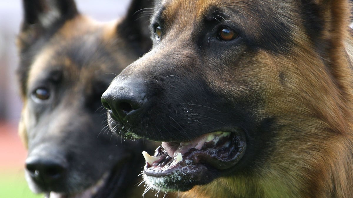 Verwahrloste Schäferhunde aus Zucht befreit