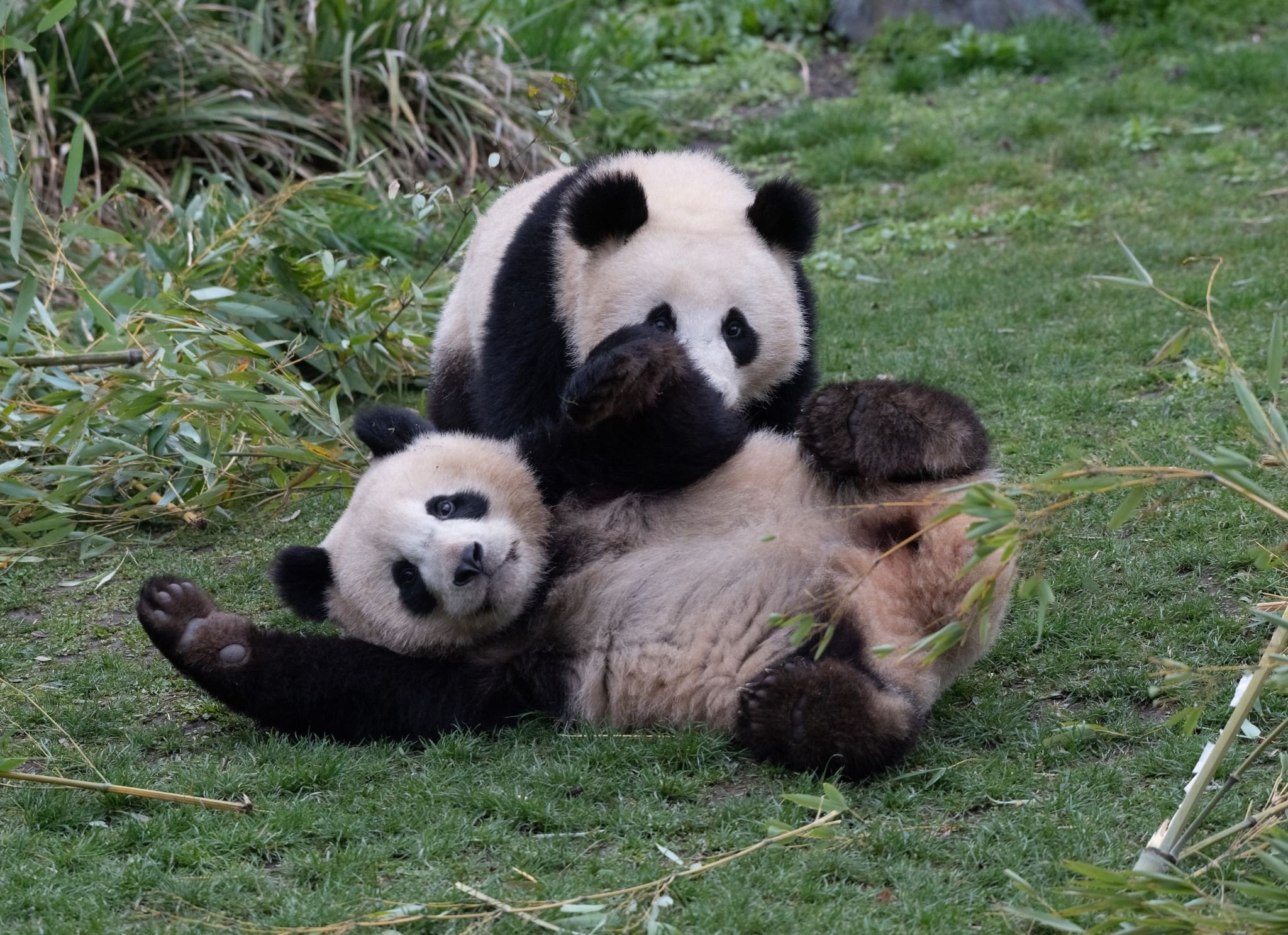 Abschied: Panda-Brüder verlassen bald Berliner Zoo Abschied: Panda-Brüder verlassen bald Berliner Zoo