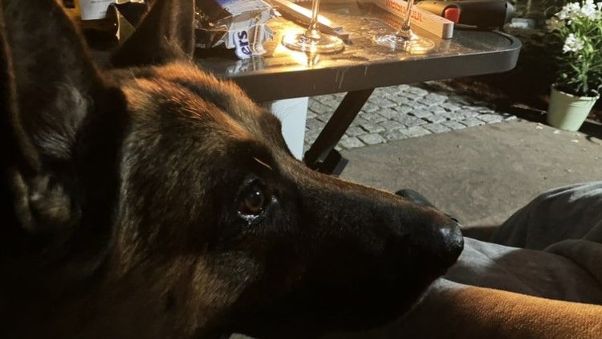 Warum tut ihr das den Tieren an?