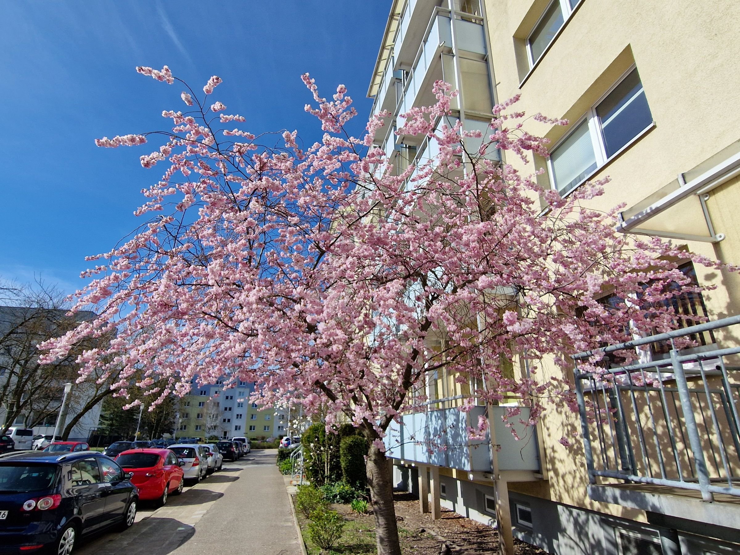 Neubrandenburgs erster Kirschbaum blüht