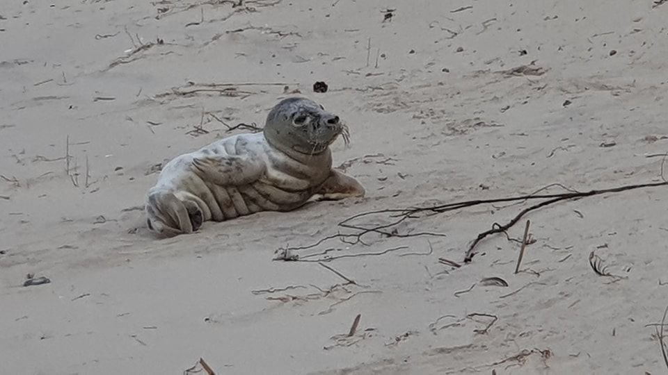 Baby-Robbe in Vorpommern unterwegs