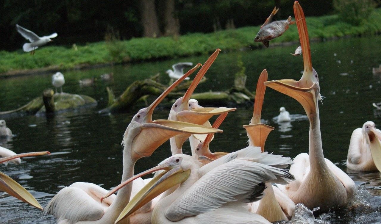 Schon sechs Tonnen Fisch aus Pfaffenteich in Schwerin gezogen