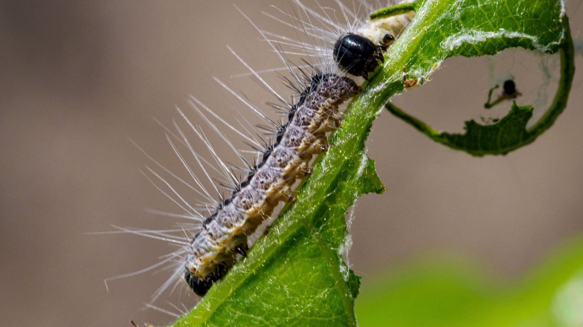 In der Prignitz wird Eichenprozessionsspinner bekämpft
