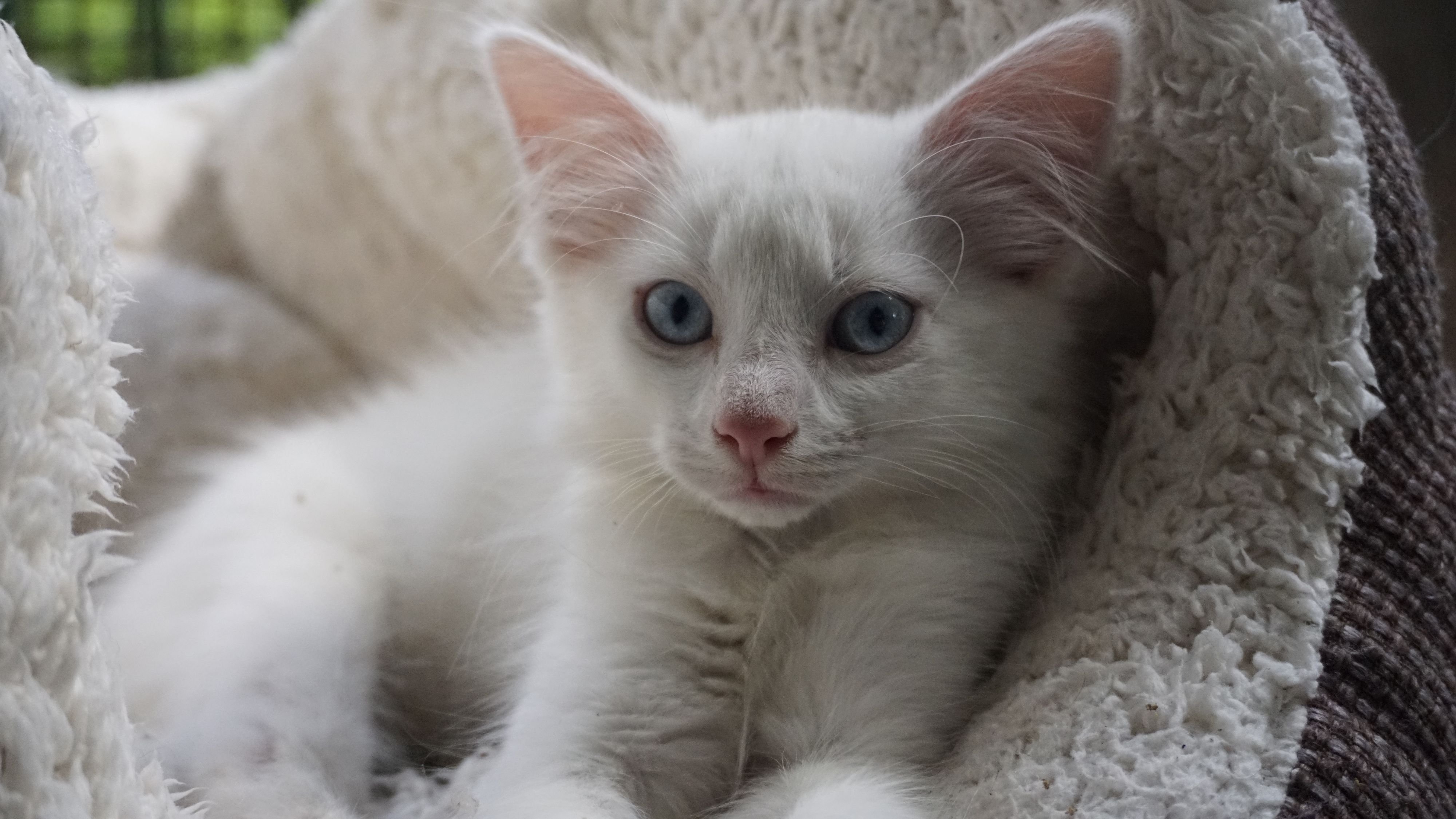 Weltkatzentag: Diese Katzen aus dem Landkreis Rostock suchen ein Zuhause