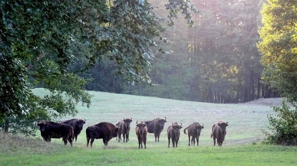 Wisentreservat Damerower Werder: Wildrinder hautnah erleben