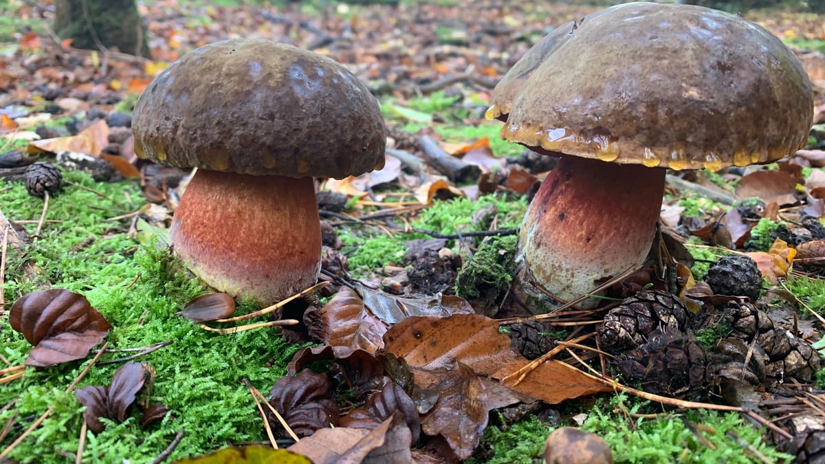 Gift oder Genuss: Ein Pilz-Profi lädt zu Exkursion ein