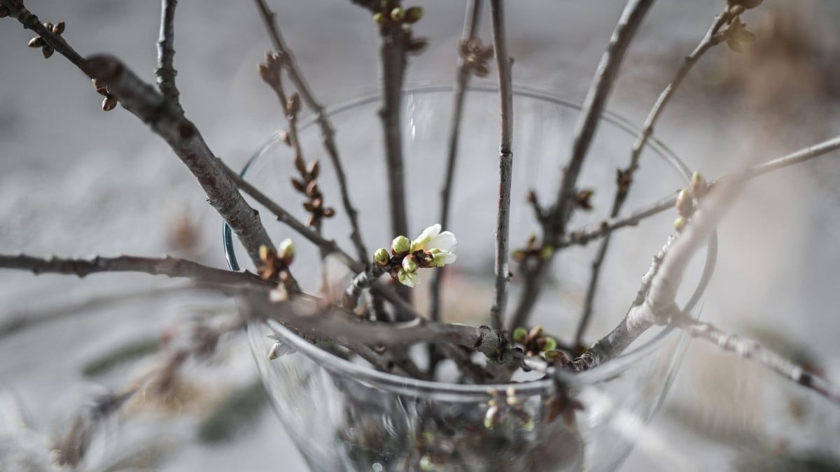 Am 4. Dezember ist Barbaratag: Das hat es damit auf sich