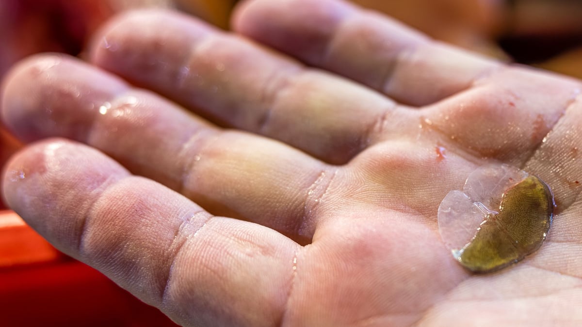 Karpfen an Silvester: Die Schuppe soll Glück bringen