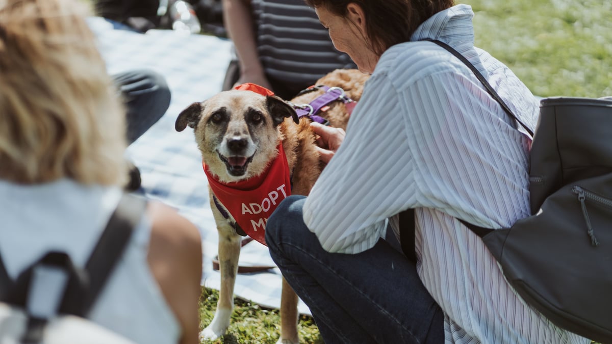 Bark Date: Hunde Speed-Dating in Rostock