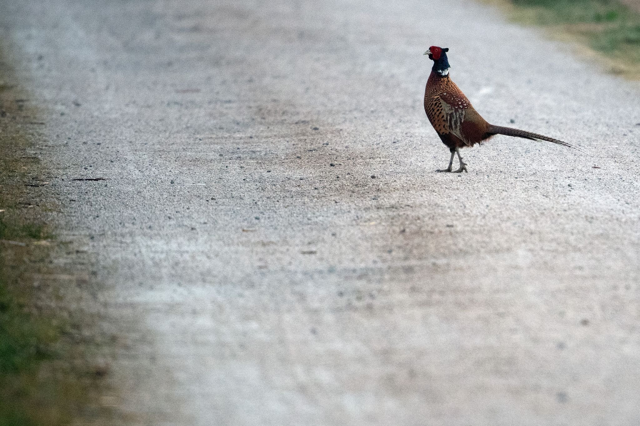 Fahrerin weicht Fasan aus und prallt gegen Baum