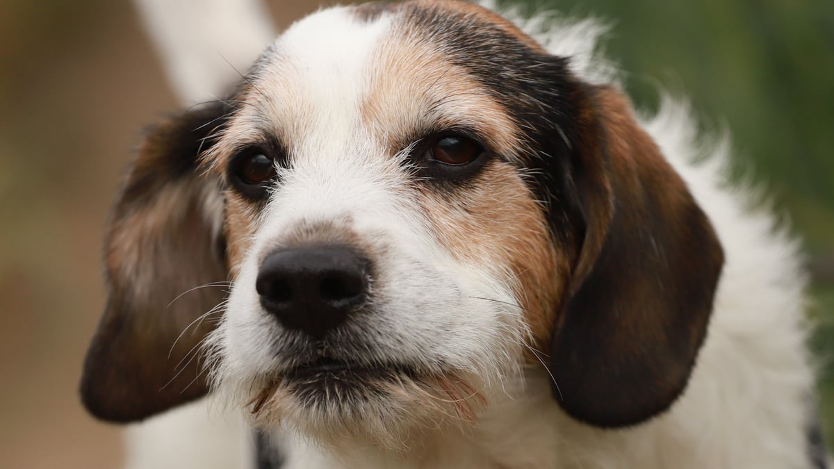 Dieser treue Hund benötigt schnellstens ein neues Zuhause