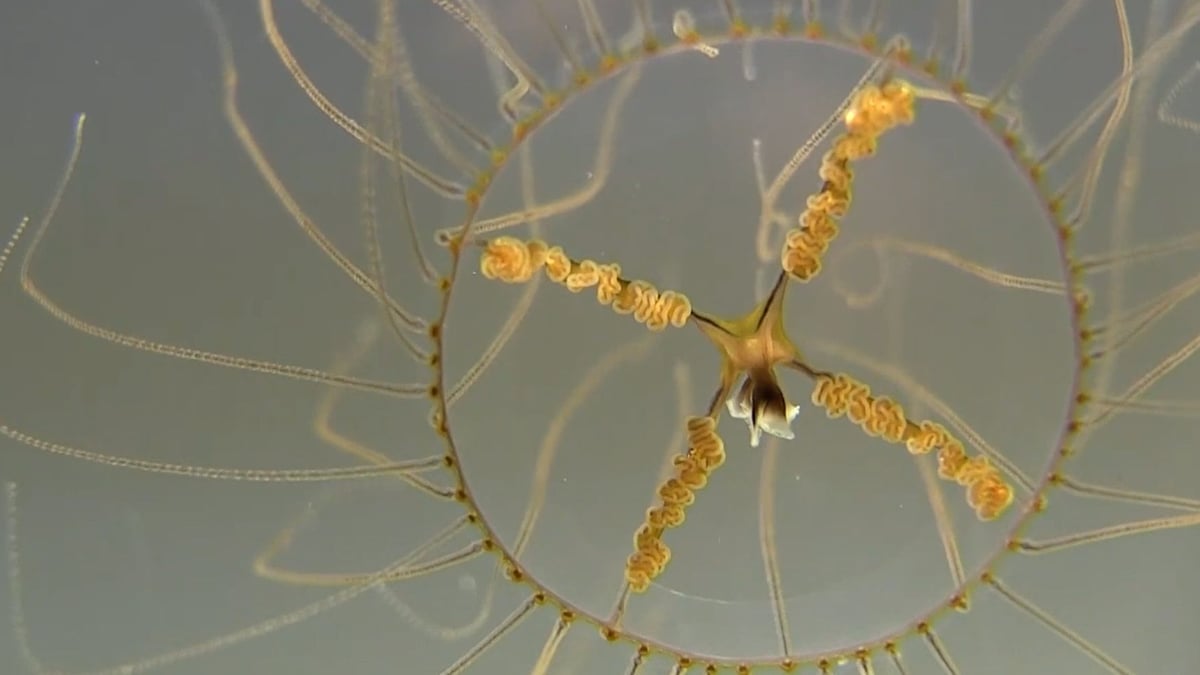 Jayde cyrus only fan noticed Jade’s advertisement a few