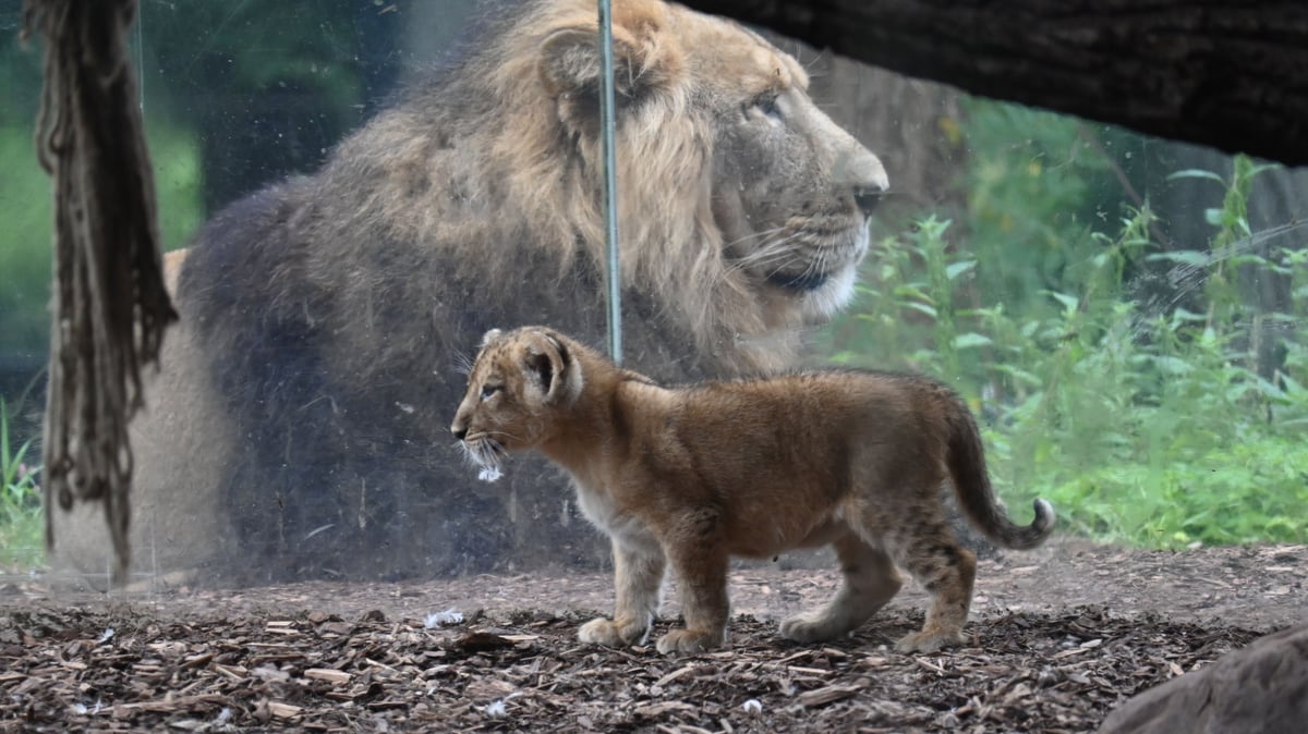 Bokep msberws very alluring, This woman is flaunting the